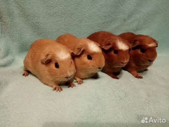 Малыши американские крестеды