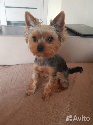 Йоркширский терьер вязка