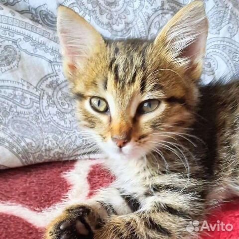 Котенок мальчик ищет мам и пап