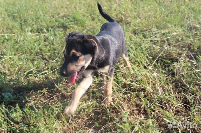 Любимица в ваш дом