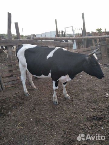 Корова стельная