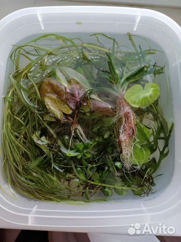 Прополка, аквариумные растения