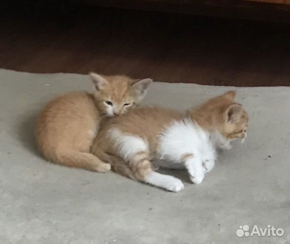 Котята рыжики - к деньгам