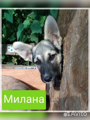 Щенята метисы Бельгийской овчарки Малинуа ищут дом