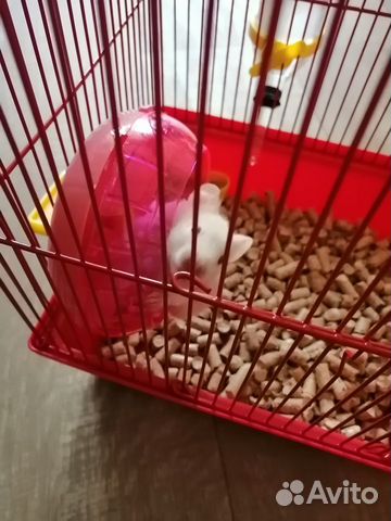 Продам сирийского хомяка альбиноса с клеткой