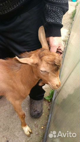 Козел Альпиец