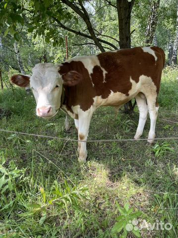 Бычок 5 месяцев