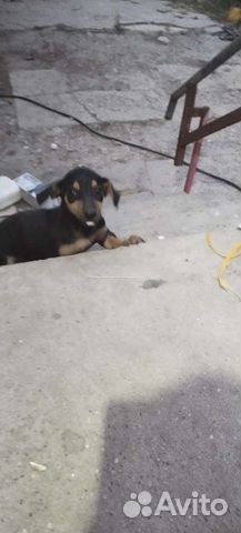 Собаки бесплатно такса