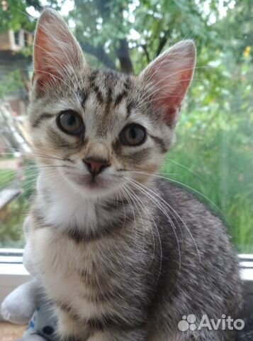 Котенок Виола в добрые руки