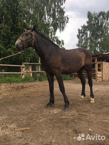 Жеребец орловский рысак