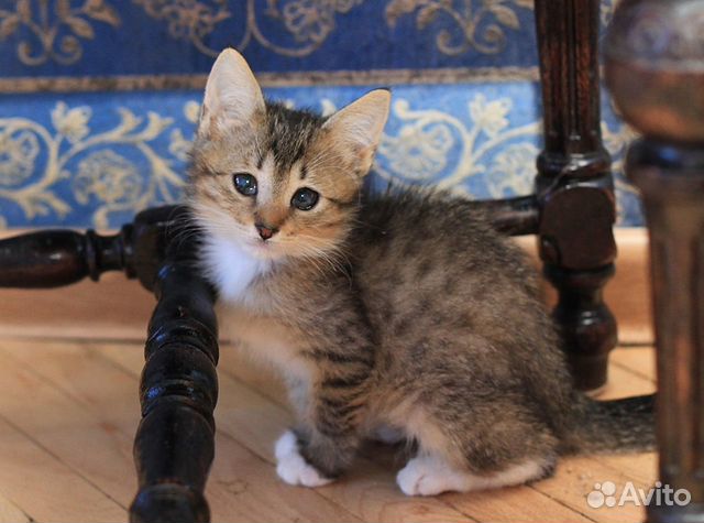 Кошечка Соня, 2 месяца, ищет дом