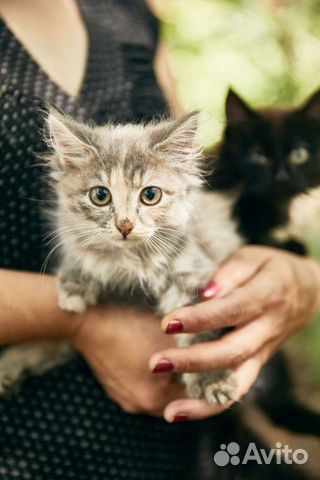 Замечательные котятки ищут дом