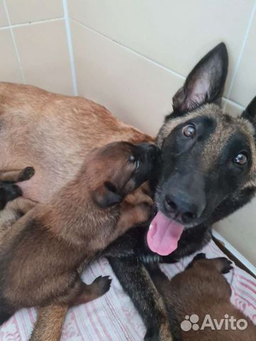 Бельгийская овчарка малинуа