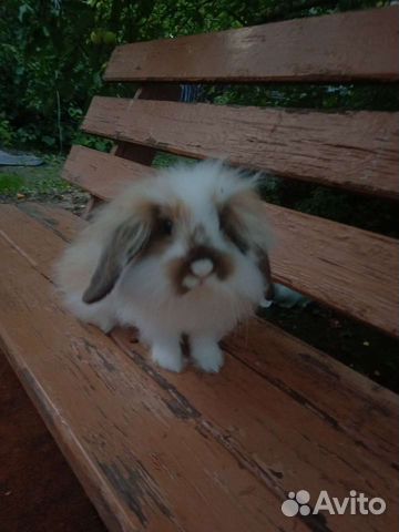 Декоративные кролики