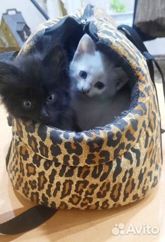 Котята малышата