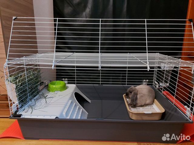 Карликовый вислоухий кролик