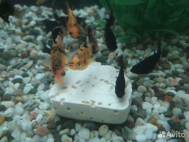 Рыба аквариумная (моллинезия)