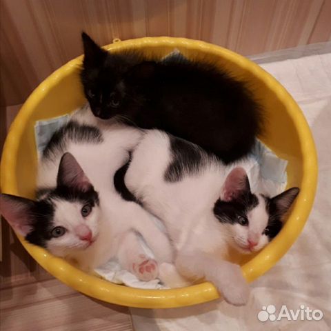 Котята
