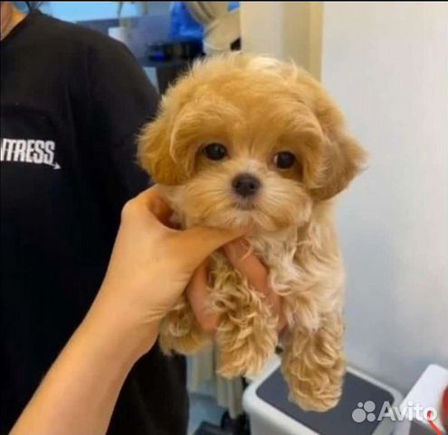 Мальтипу Микро Корея