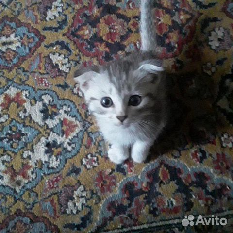 Красивый мальчик породы Скоттиш Фолд