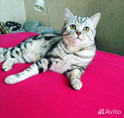 Британская кошка