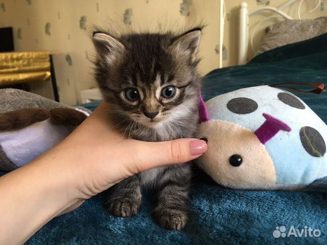 Котята