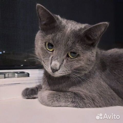 Дымок в добрые руки