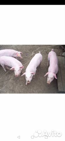 Свинья породы ландрас