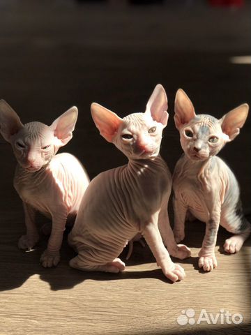 Котята породы сфинкс (канадский)