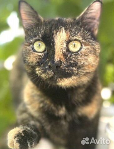 Потерялась кошка