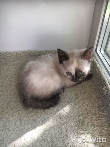 Кошечка 1.5 месяца