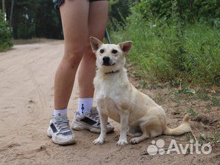 Ищет дом мелкий пёсик Мэйсон