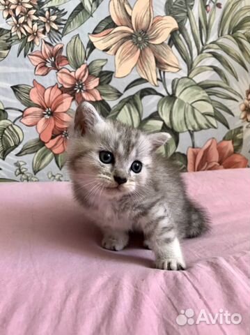 Шотландские котята