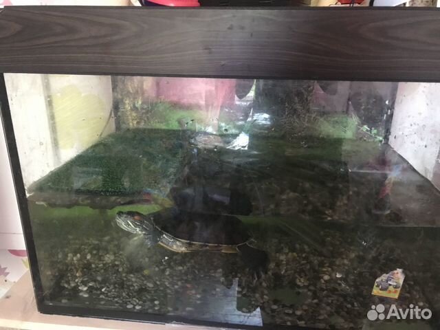 Красноухая черепаха с аквариумом