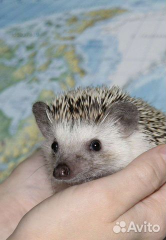 Африканский ежик