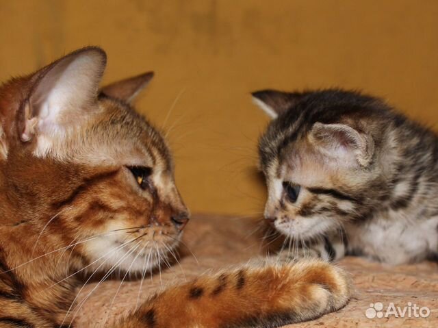 Котята от бенгальской кошки