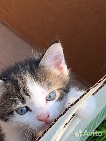 Котенок в добрые руки