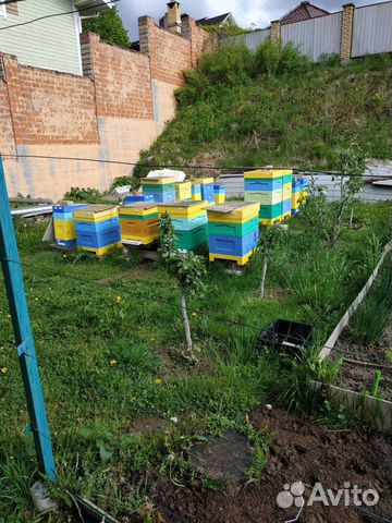 Продам пчелосемьи