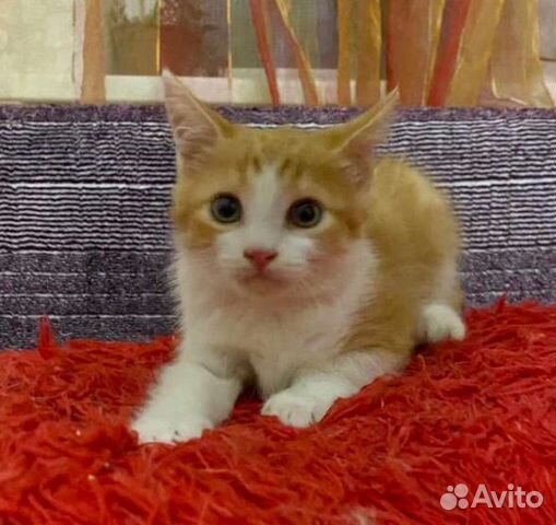 Кошка в дар