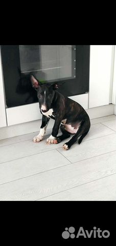 Бультерьер