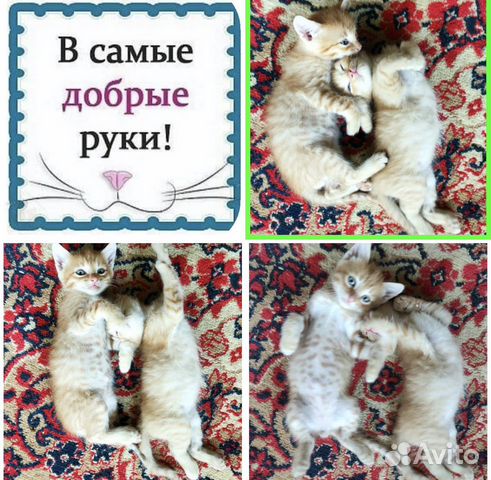 Мальчишки братишки в дар