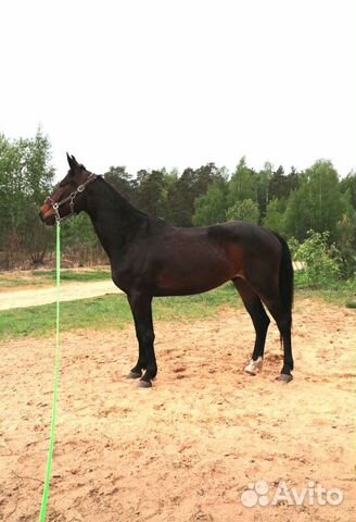 Мерин ганноверской породы