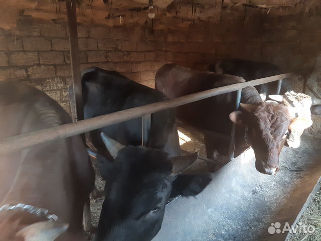 Продажа крс