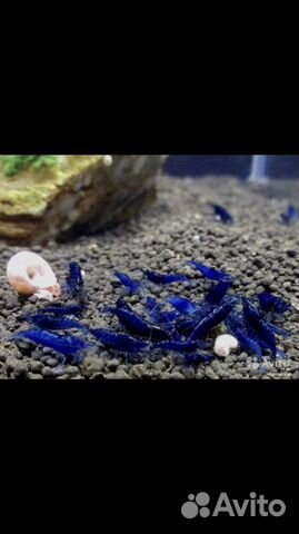 Креветки Blue Dream (Neocaridina heteropoda) Блю Д