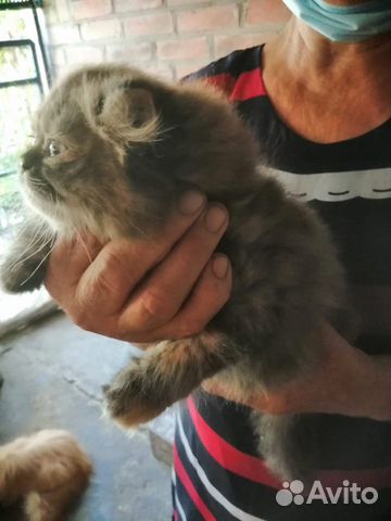 Котята персы экстремалы мальчики и девочки