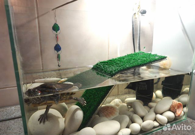 Желтоухая черепаха