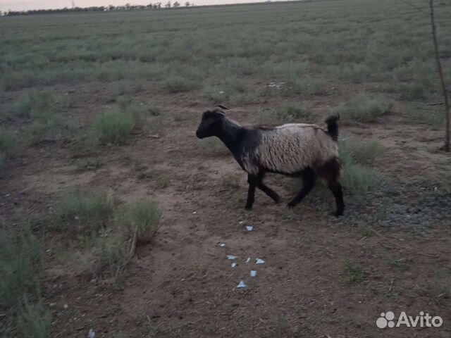 Козы и козлята