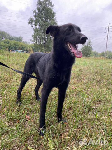 Собака Патрик