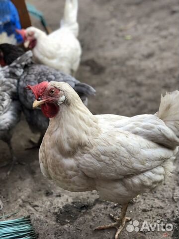 Куры несушки