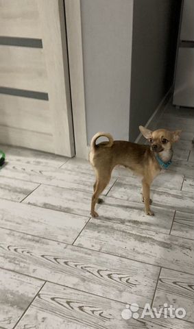 Бронь щенков Той-терьера,мама-1850,папа-1600 от РФ